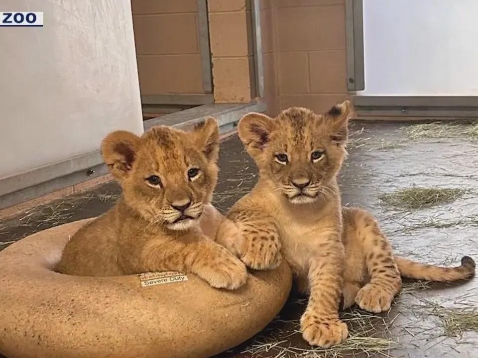 Phoenix Zoo announced the gender of 2 lion cubs