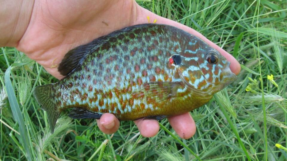 15 of the most striking fish species found in American lakes - NewsBreak