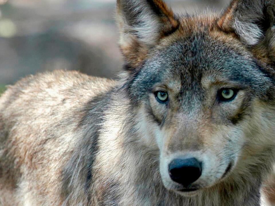 Colorado hunts for co-existence between people and wolves