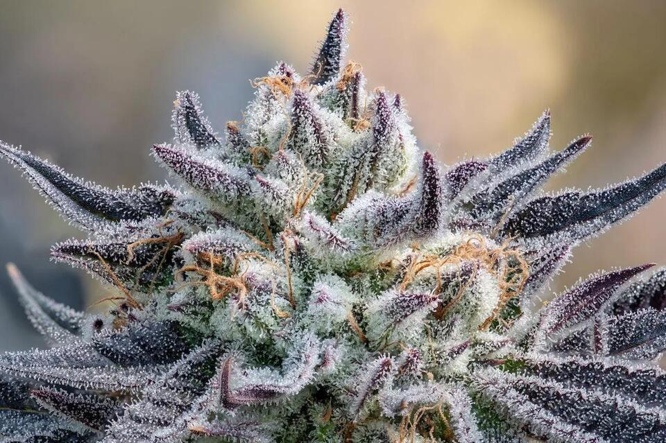 2025’s Most Popular Cannabis Strains - NewsBreak