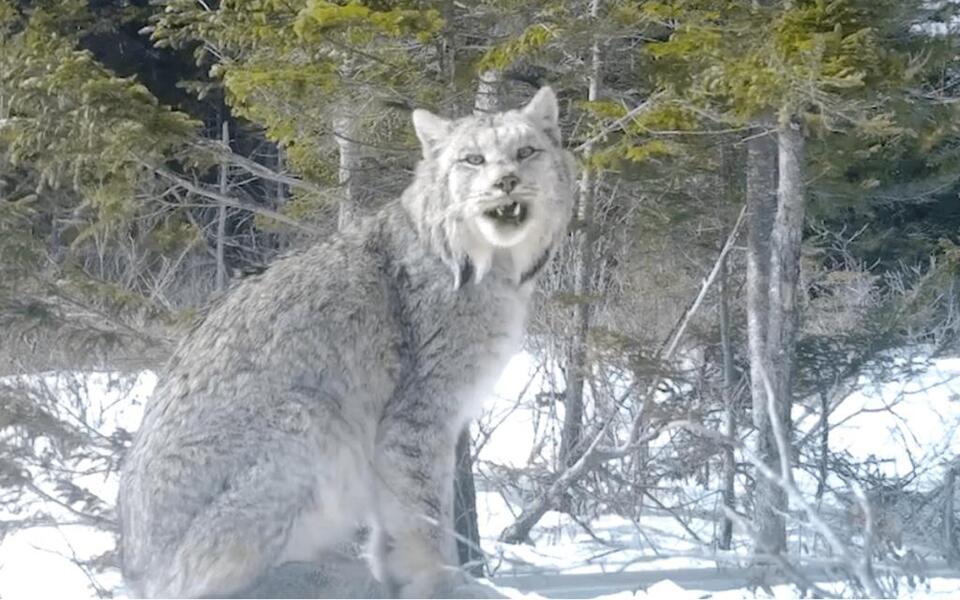 Listen to the eerie cries of Maine lynx in these videos - NewsBreak