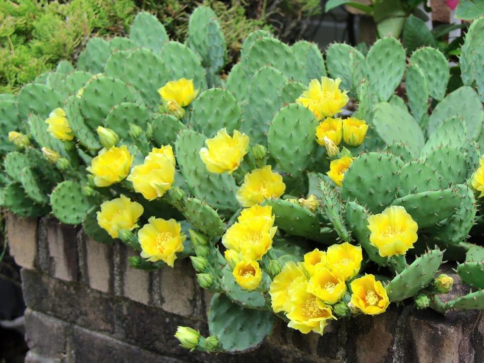 Garden Guide: Choose native plants for a colorful and low maintenance ...