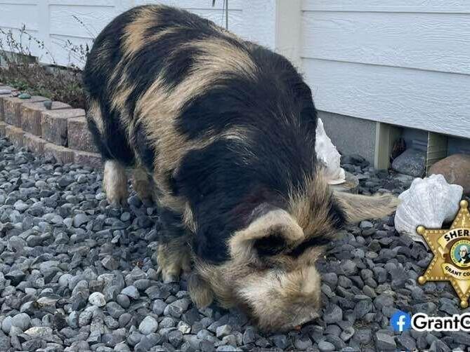 Lost pig reunites with owner after deputies find pig away from home