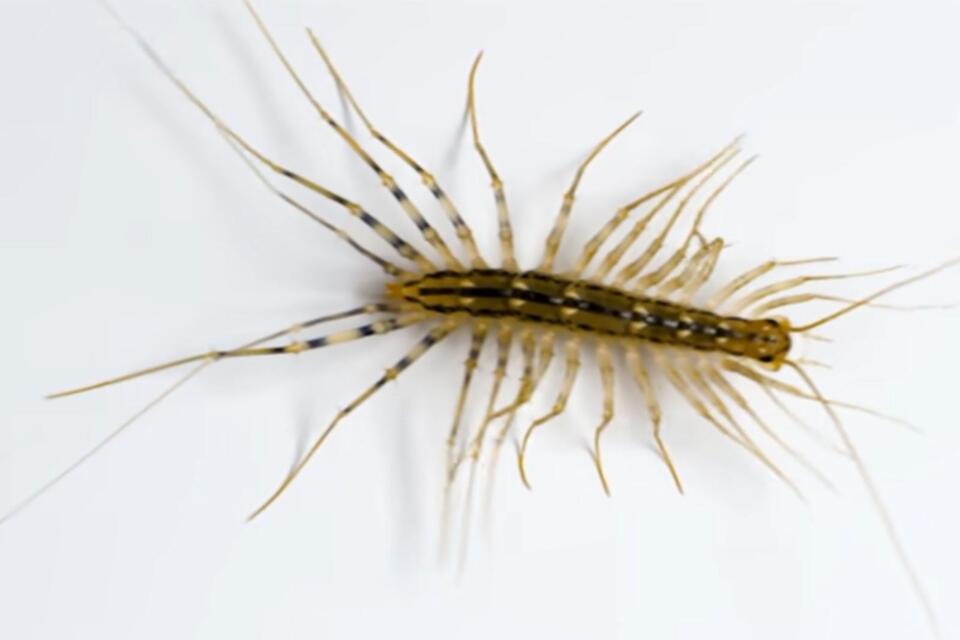 Michigan Night Bugs Explained: House Centipedes in Bathrooms - NewsBreak