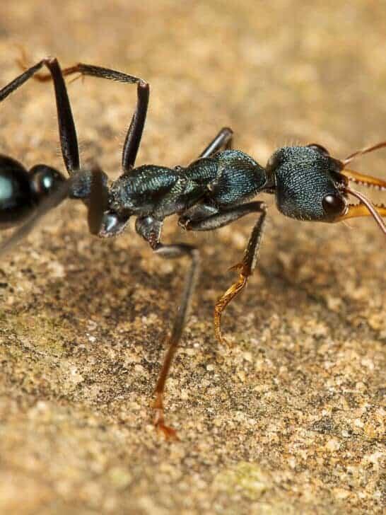 Bullet Ant Bite – The Sting of a Legend - NewsBreak