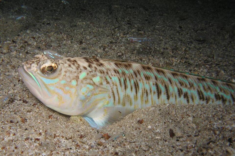 Warning issued over return of venomous weever fish lurking under sand ...