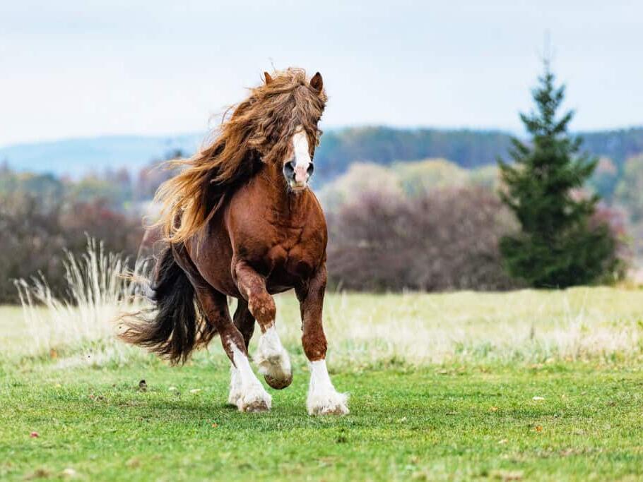 24 Types of Draft Horses Ranked By Their Enormous Size