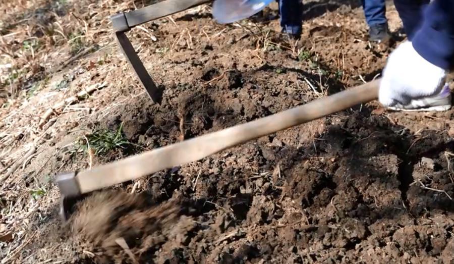 See PA’s List Of Banned Plants - NewsBreak