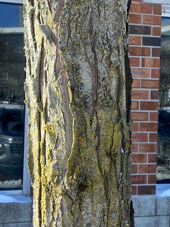 “It sounds like a gunshot": DNR expert breaks down why trees appear to ...