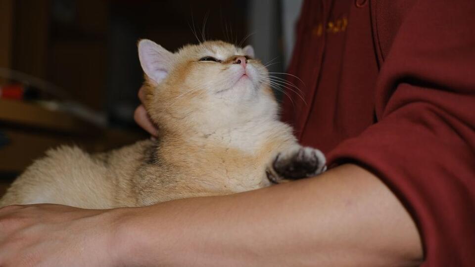 The Real Reason Your Cat Kneads You: It’s More Than Just a Comfort ...