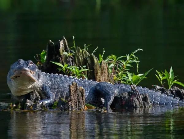 Applications For Alligator Harvest Permits Open Today, Including New ...