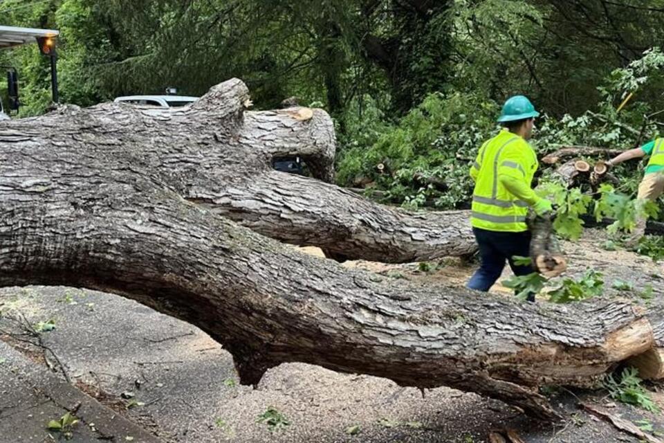 Fallen tree causes collision, power outages near LaVista Park - NewsBreak