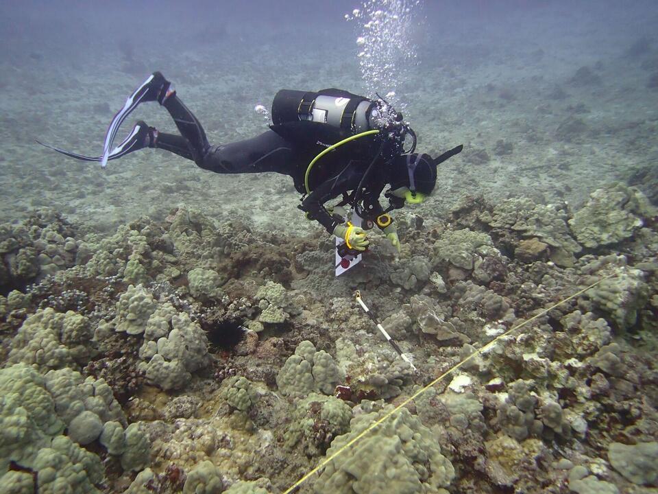 Investigation underway following Kewalo Basin reef damage caused by ...