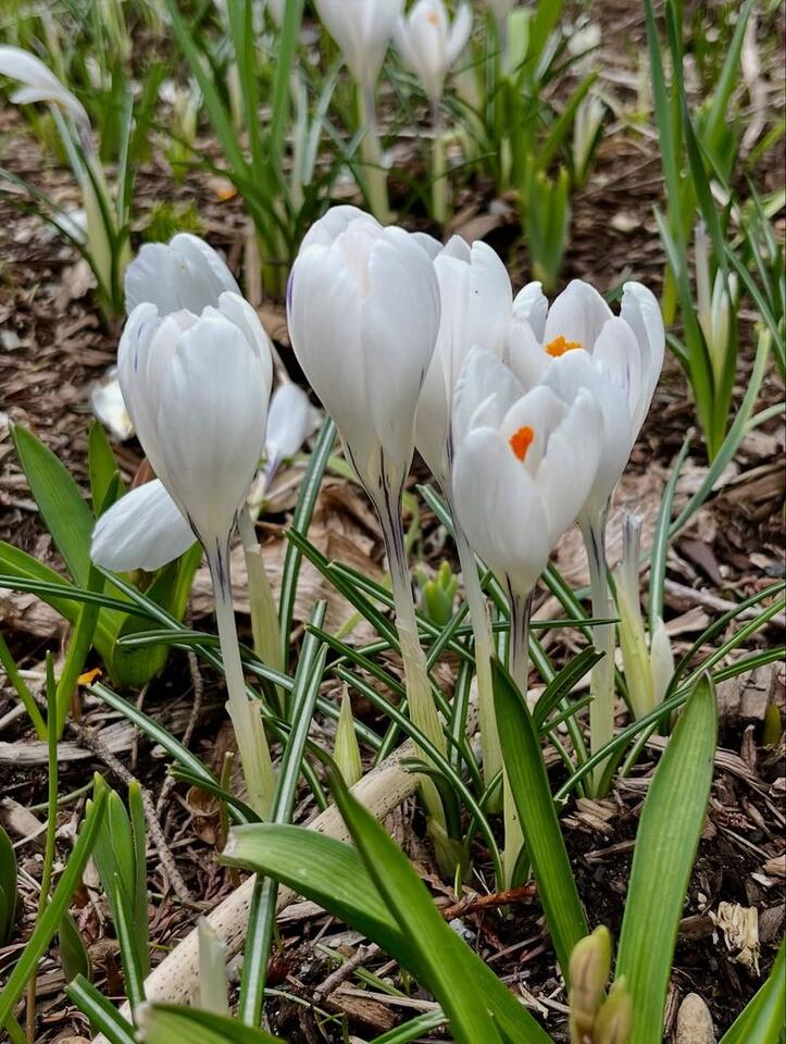 Bring Winter Color To Oregon Gardens By Planting Snow Crocus This ...