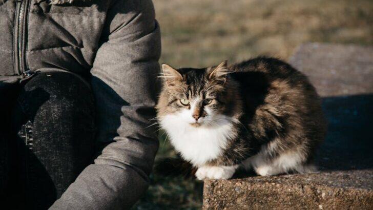The One Thing You Do Every Day That Makes Your Cat Think You’re Another ...