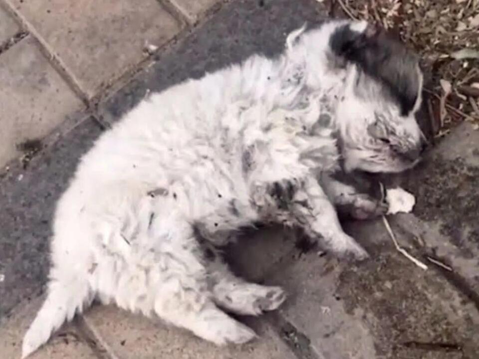 Shocked Girl Rushes To Help Tiny Pup Lying Motionless On The Side Of ...