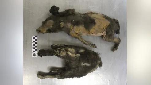 Did You Know These 14,000-Year-Old ‘Puppies’ Were Actually Wolf Sisters ...