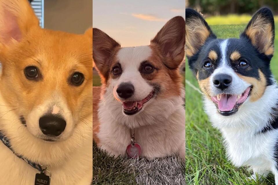 Watch The First-Ever Sioux Falls Corgi Races at Stampede Game - NewsBreak