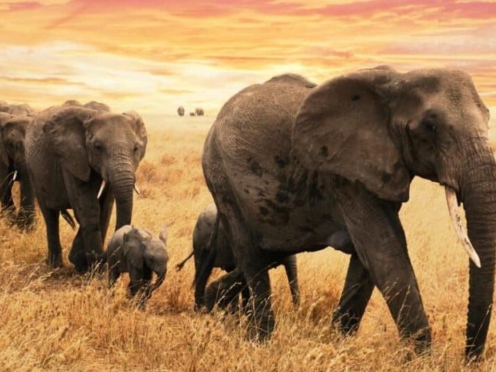 How Fast Are Elephants? Can They Run?