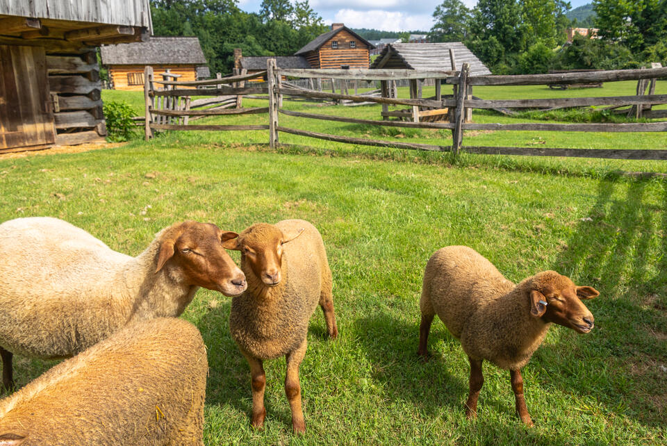 Travel | Blue Ridge Bliss: A journey through Southwest Virginia - NewsBreak