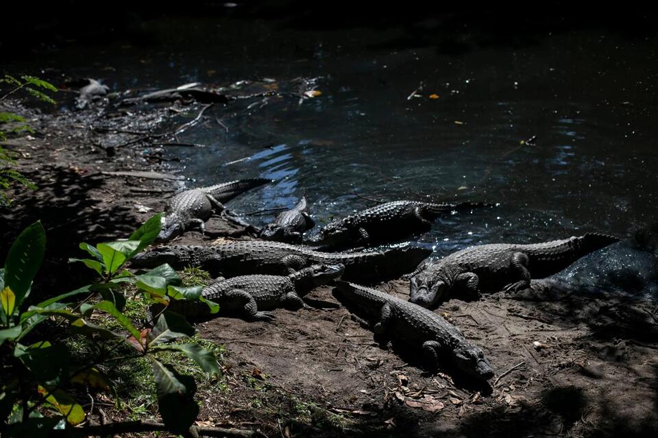 The Alligator-Infested Rivers You Should Know In Texas - NewsBreak