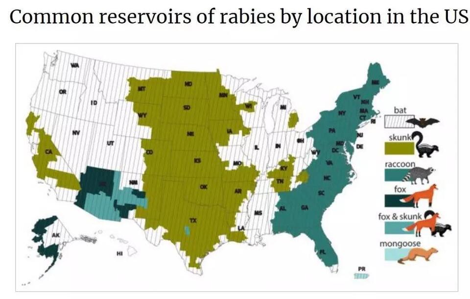 Michigan's First Confirmed Rabies Case 2026- Here's What To Know ...
