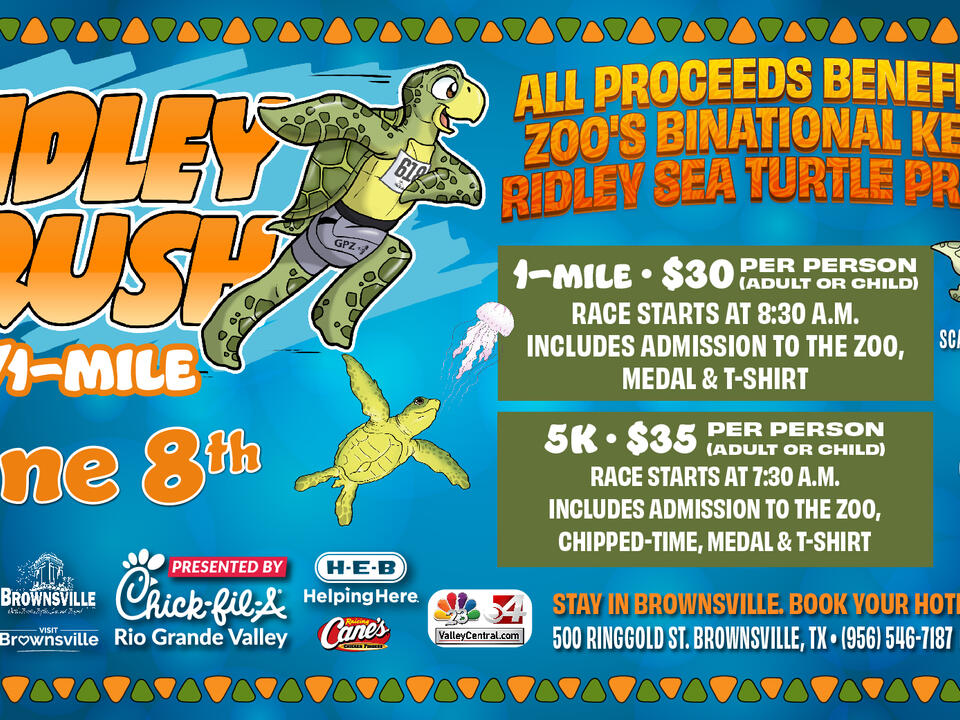 8th Annual Ridley Rush Supports Sea Turtle Conservation