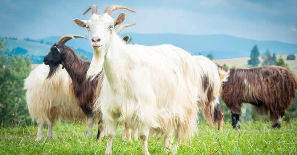 7 Types of Ruminant Animals With Pictures - NewsBreak