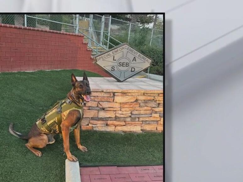 LASD K-9 stable after Compton shooting