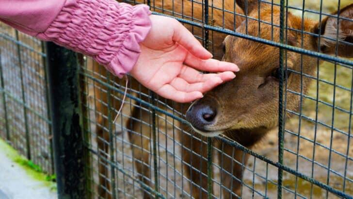 Most Shocking Animal Incidents Across The U.S. - NewsBreak