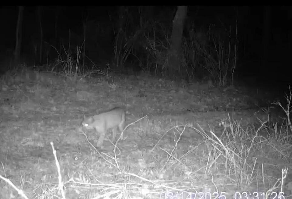 Bobcat Sighting – See Rare Video Of NJ’s Only Native Wild Cat - NewsBreak