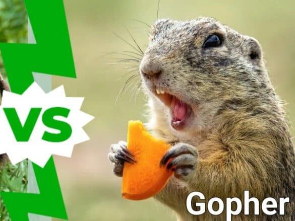 Groundhog vs Gopher: 5 Key Differences