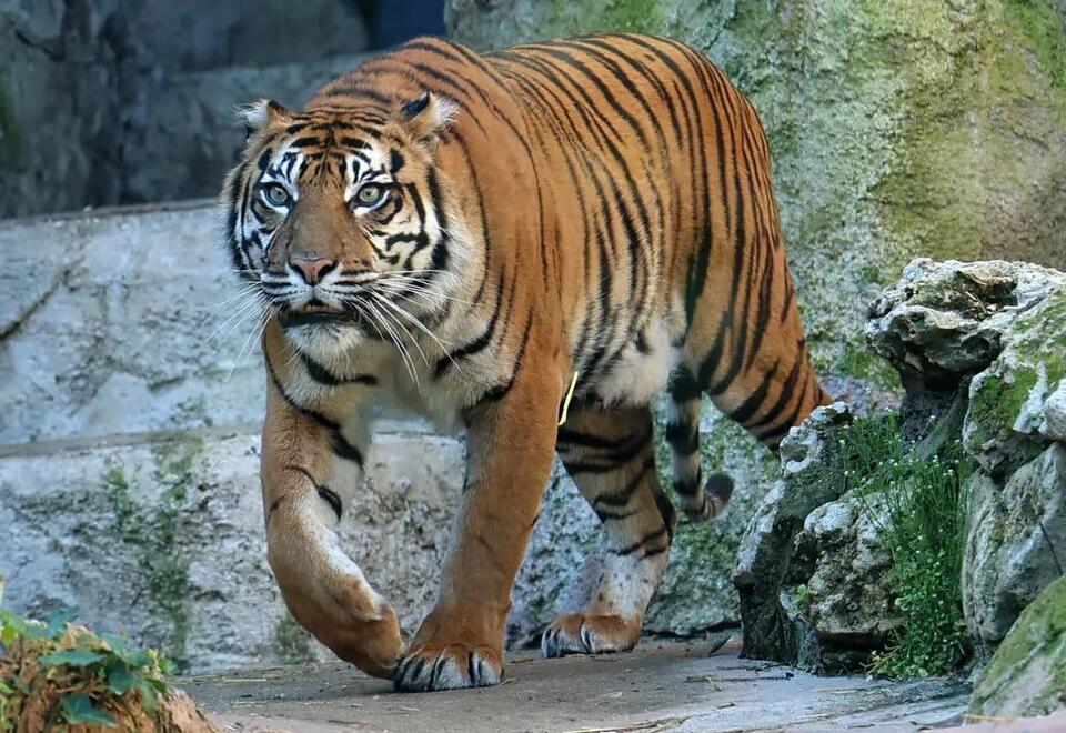 Possible Tiger Sighting Causes Panic In Ohio Town - NewsBreak