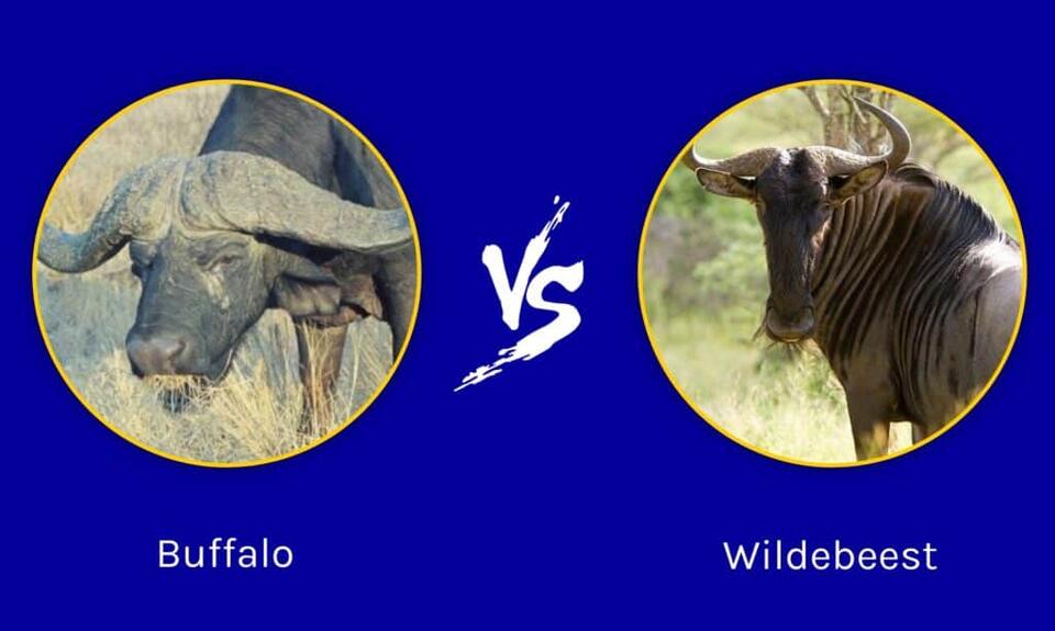 Buffalo Vs Wildebeest: What Are The 5 Major Differences? - NewsBreak
