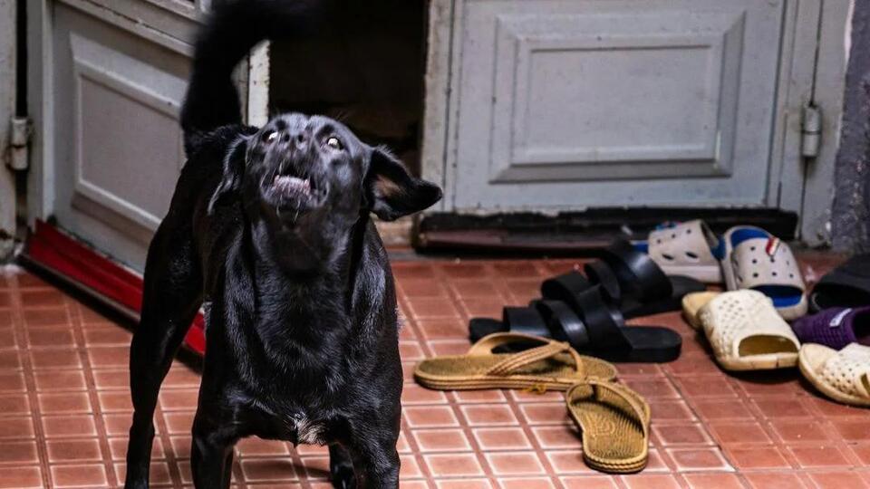 How to Turn Your Dog’s ‘Bad’ Habits into Adorable Quirkiness (It’s ...