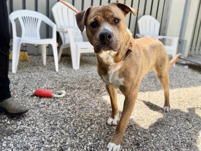 🐶 Playful, Loyal & Loving Dogs Ready for Adoption in Santa Rosa - NewsBreak
