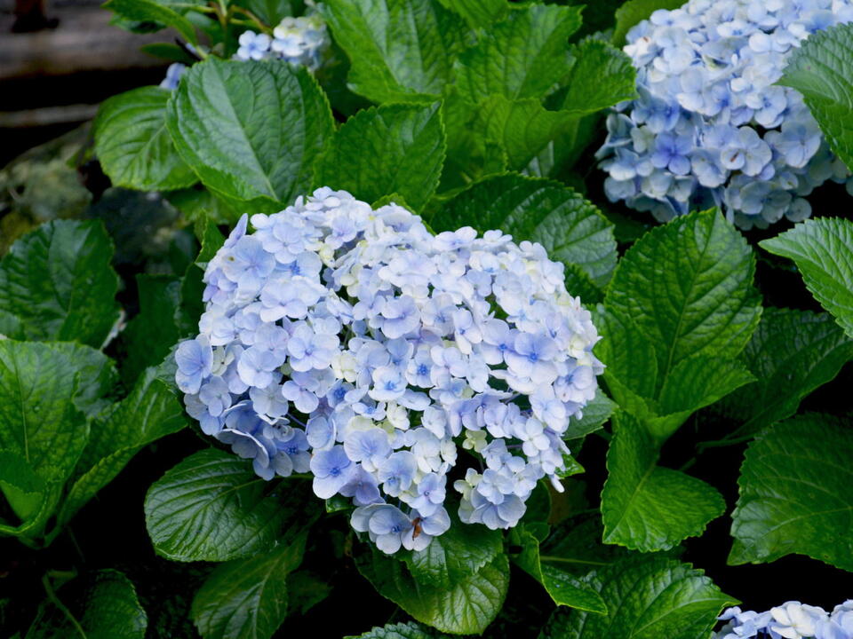 When to prune Endless Summer hydrangeas for better blooms – and the ...