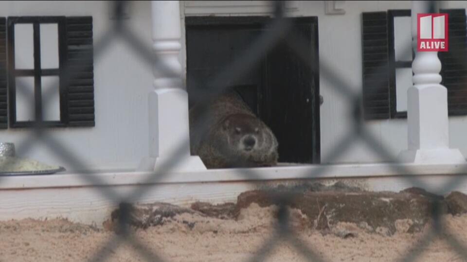 Early spring or more winter? Georgia’s groundhog makes the call this ...