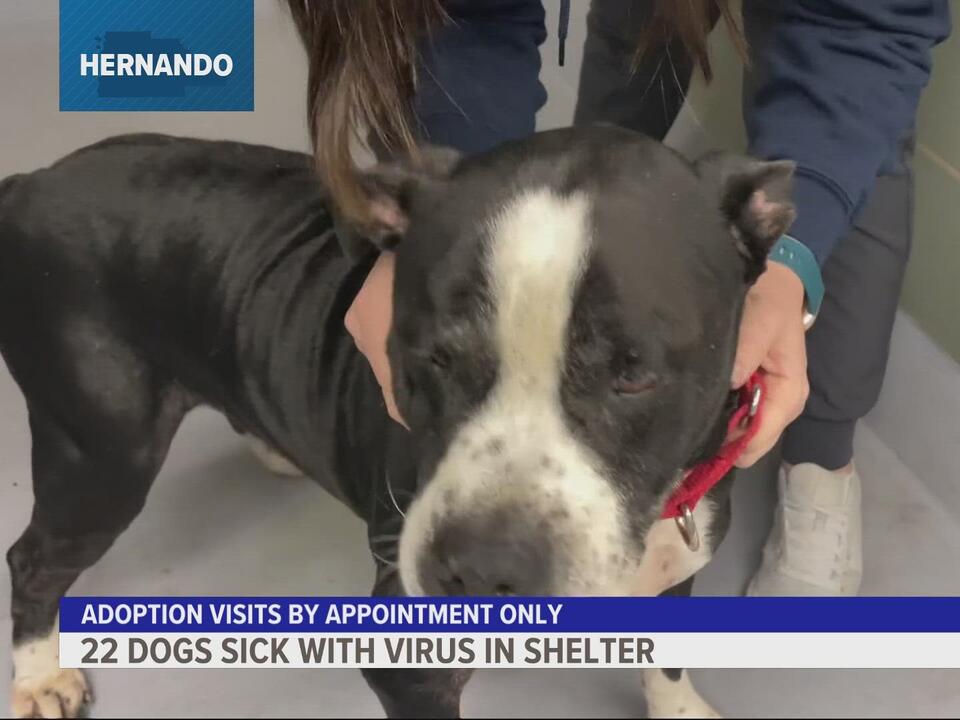 22 dogs sick with upper respiratory virus at Hernando Co. shelter
