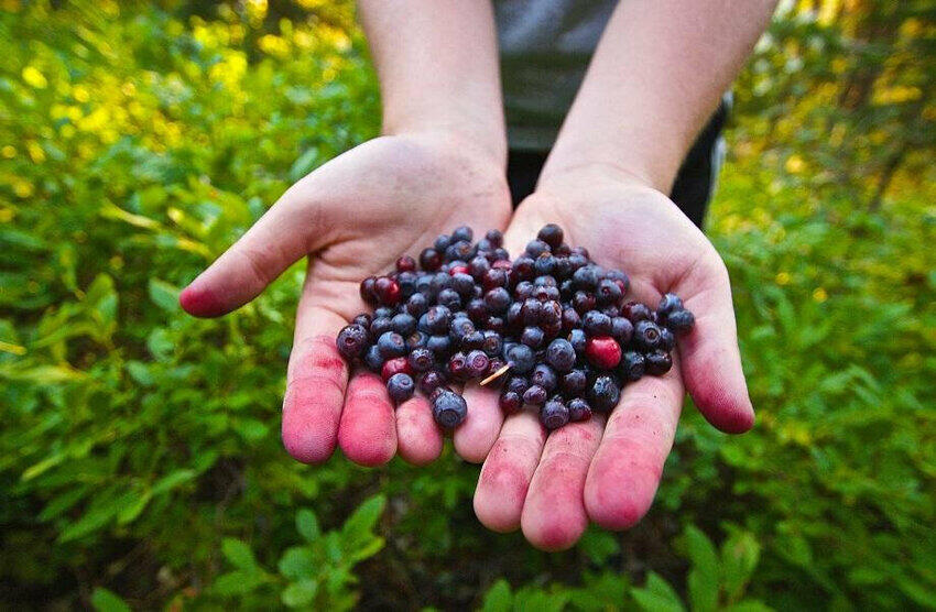 Huckleberry harvest thrives after ban -- a win for conservation and ...