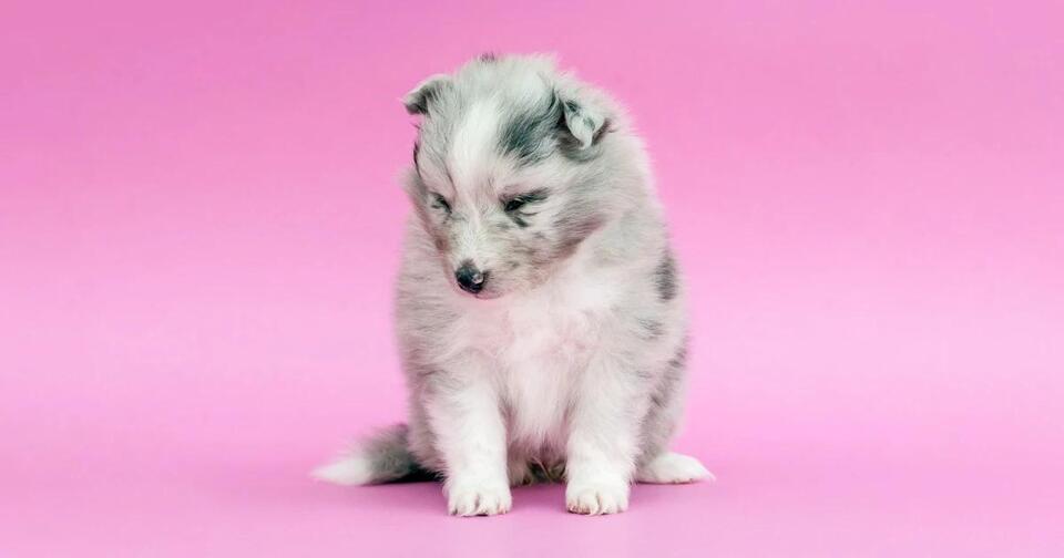 100 cute girl puppy names that will melt your heart - NewsBreak