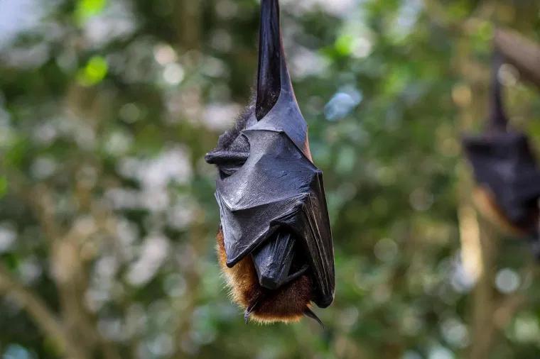 “We Knew We Had Documented Something Extraordinary”: Killing Behavior ...