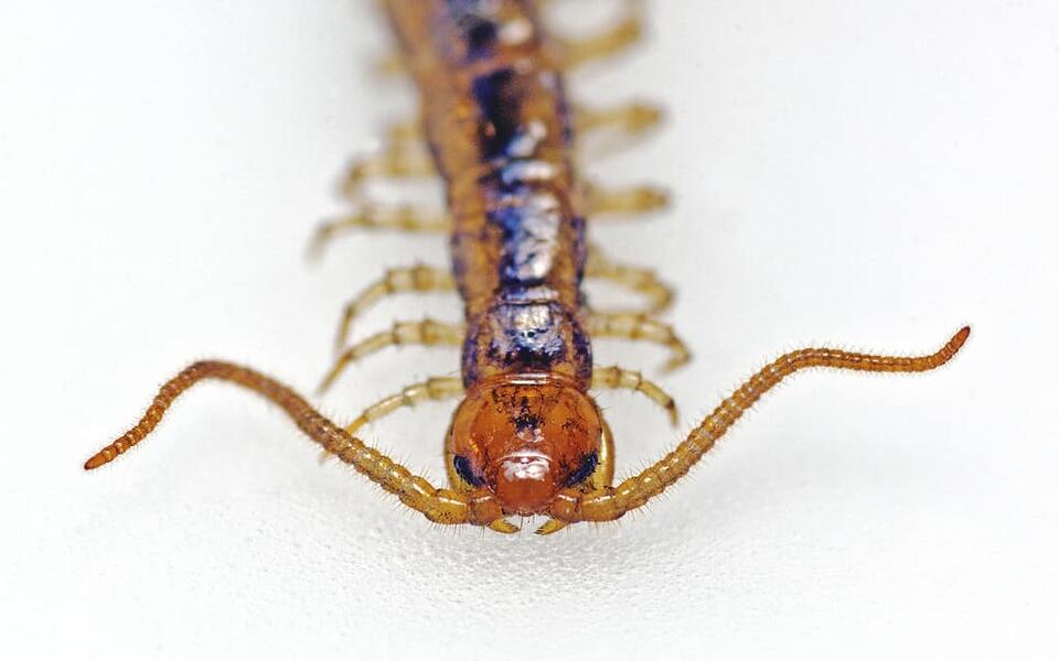 Discover the Fascinating World of Centipedes: 10 Largest Species ...