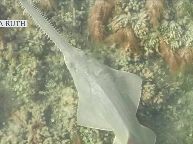 Dozens of endangered sawfish are dying off Florida's shores. An effort ...