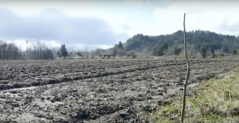 Newly planted filbert trees destroyed at Dorris Ranch - NewsBreak