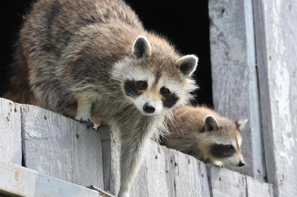 Can You Kill Raccoons in Indiana? What State Law Actually Allows ...