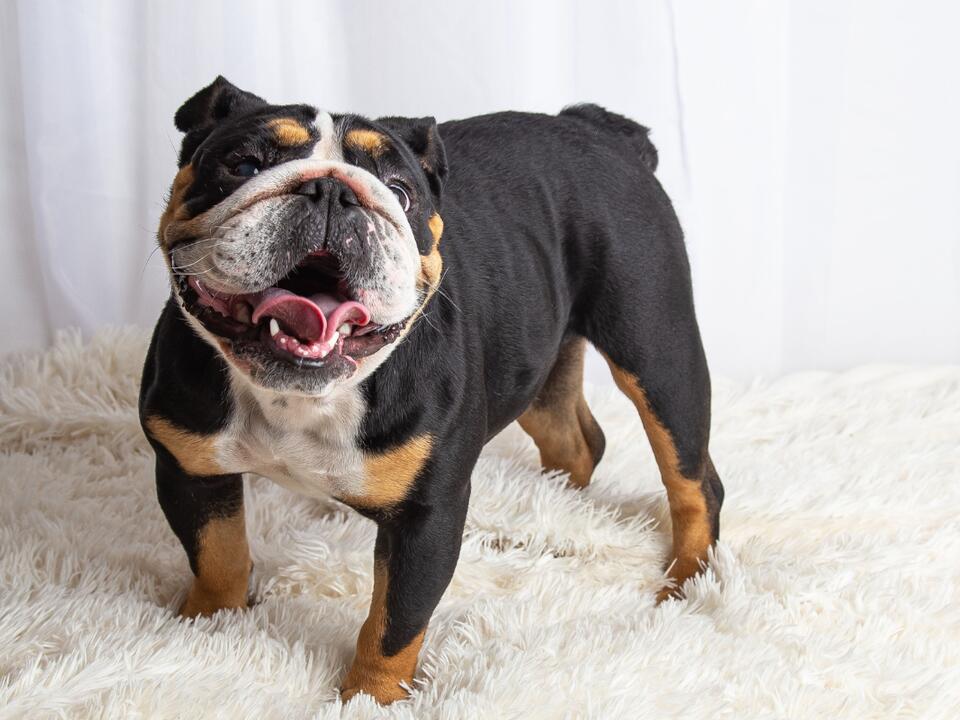 Stubborn Bulldog Takes 'I Fits, I Sits' to New Heights Perched on Human ...
