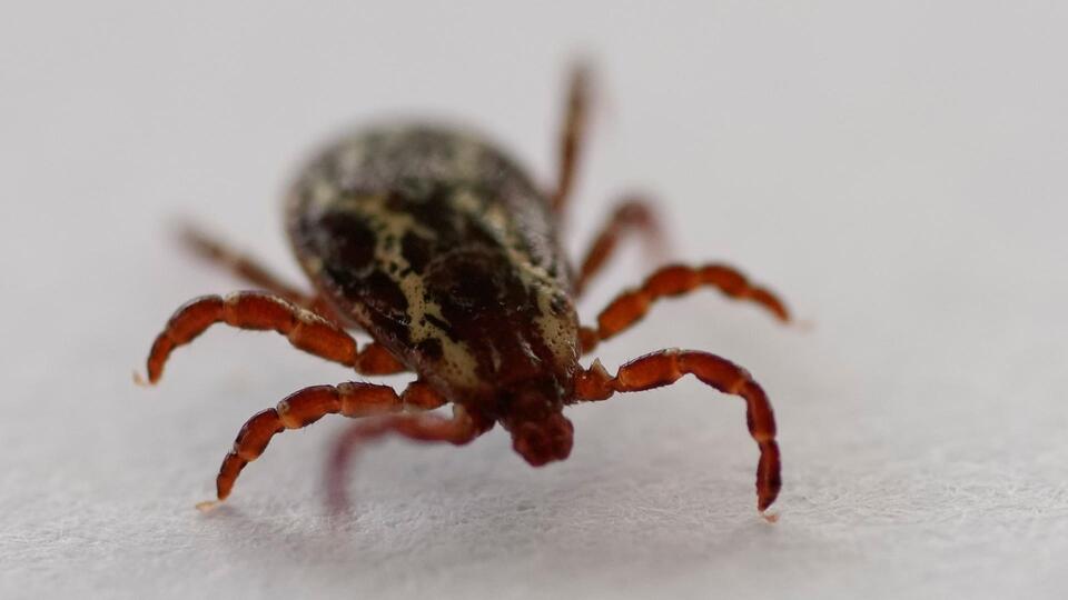 Emergency room visits from tick bites have surged. A new federal plan ...