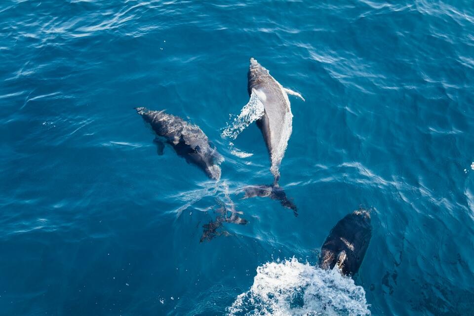 Why Some Dolphins Use Tools — And What That Says About Culture ...