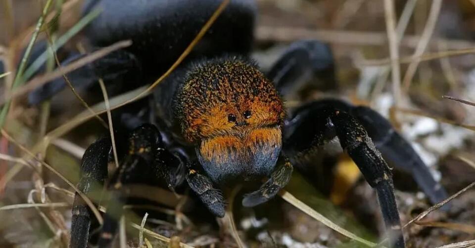 A new species of spider with 'never-before-seen features' was ...